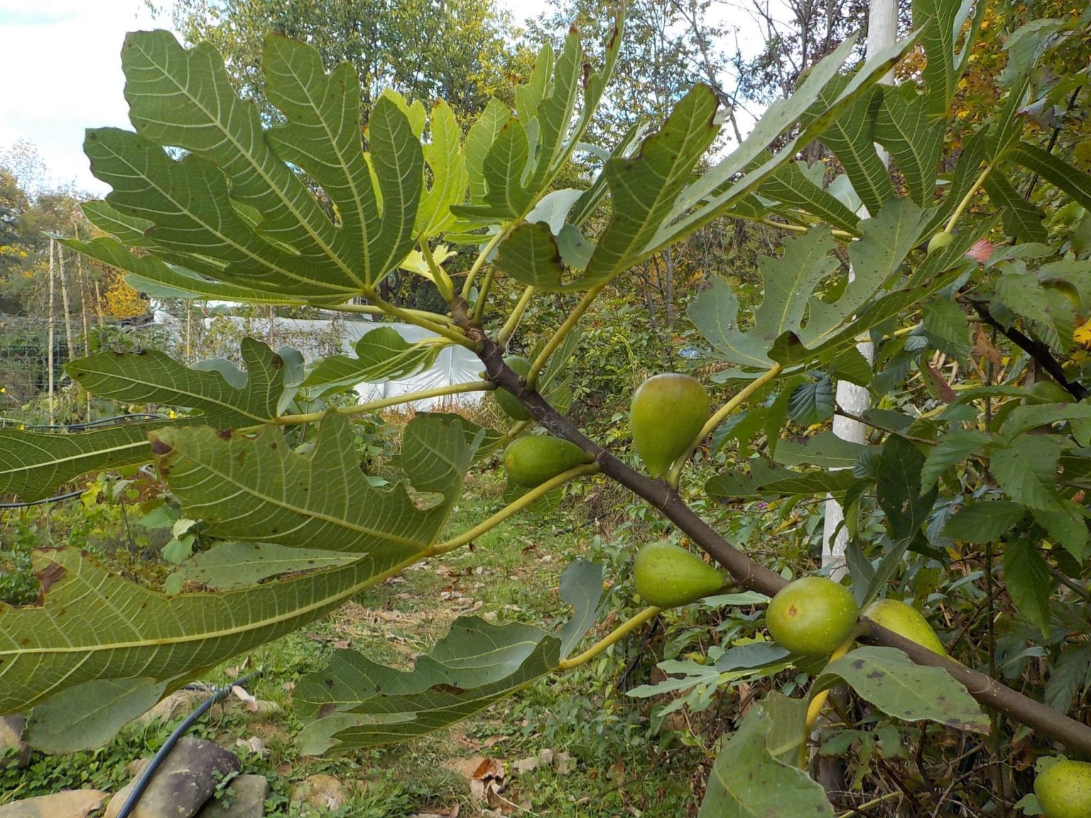 Celeste Fig Tree – BellyFullPlants